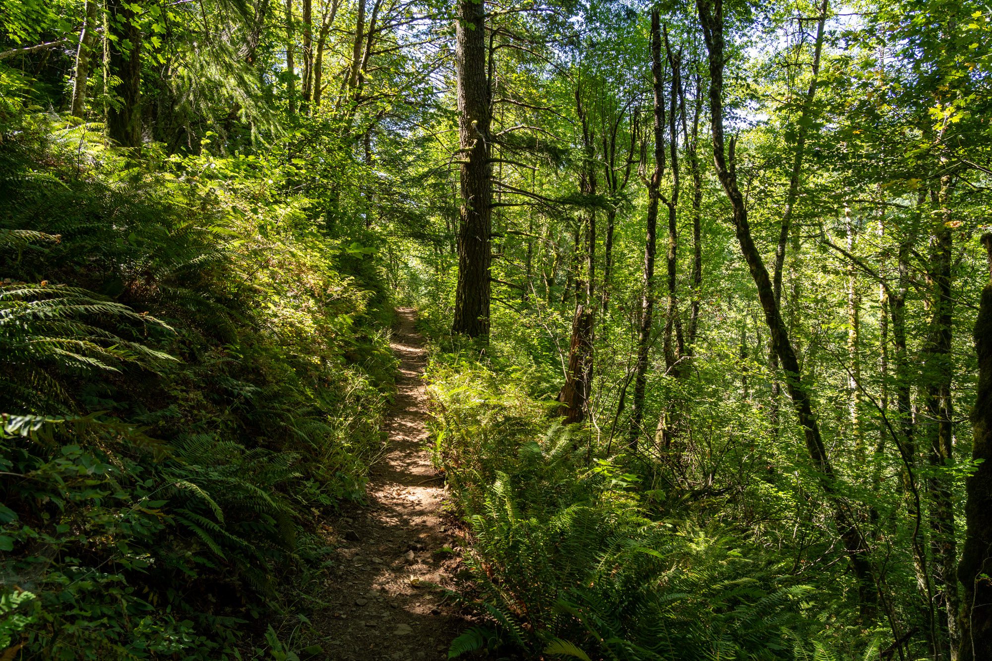 How to Hike the Amazing Hamilton Mountain Trail in the Gorge